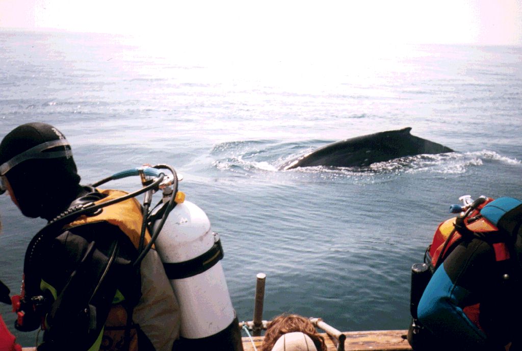 Development Systems UK